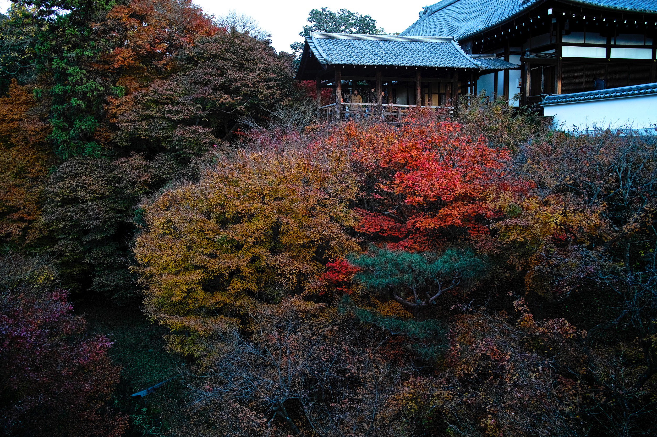 Gallery | Runacres @ Large | David Runacres