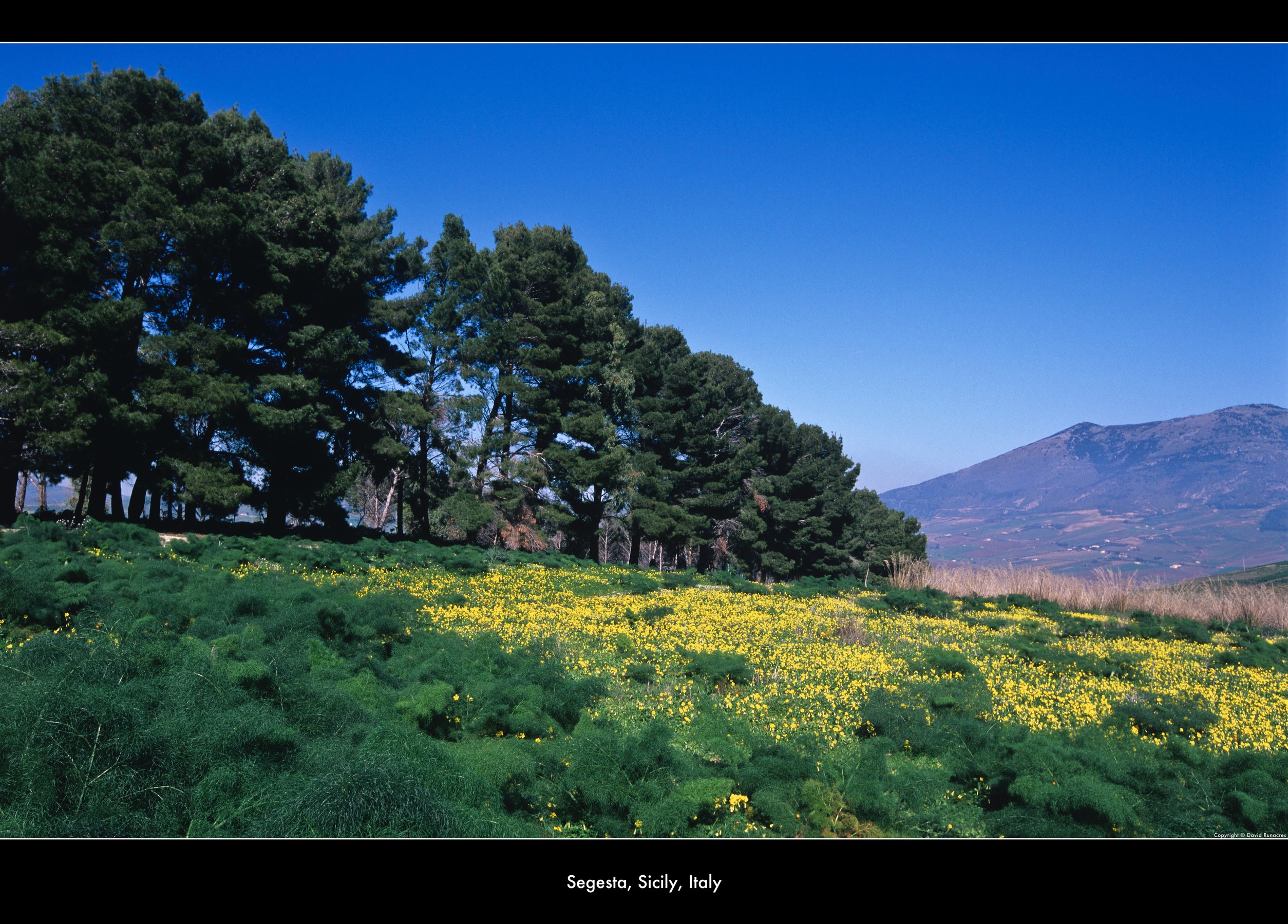 Gallery | Runacres @ Large | David Runacres